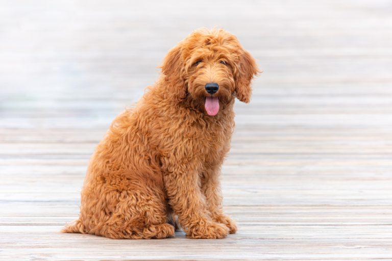 18 Goldendoodle Colors & Patterns (With Pictures) – Dogster