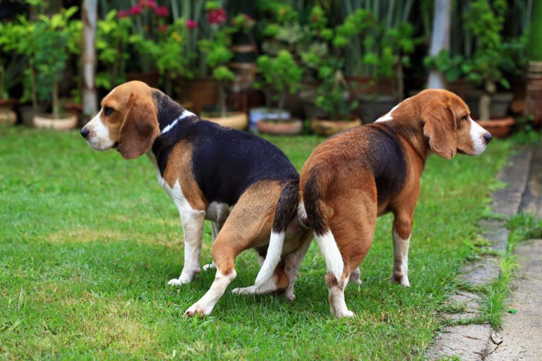 Why Do Dogs Get Stuck During Mating? Our Vet Explains – Dogster
