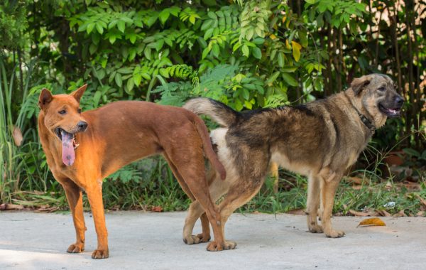 Why Do Dogs Get Stuck During Mating? Our Vet Explains – Dogster