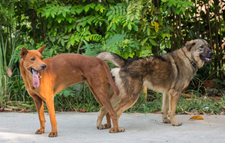 How to Get Dogs Unstuck After Mating? 2 Vet-Reviewed Methods – Dogster