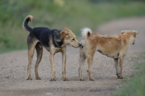 How Long Will It Take for Dogs to Mate? Mating Process & Considerations ...