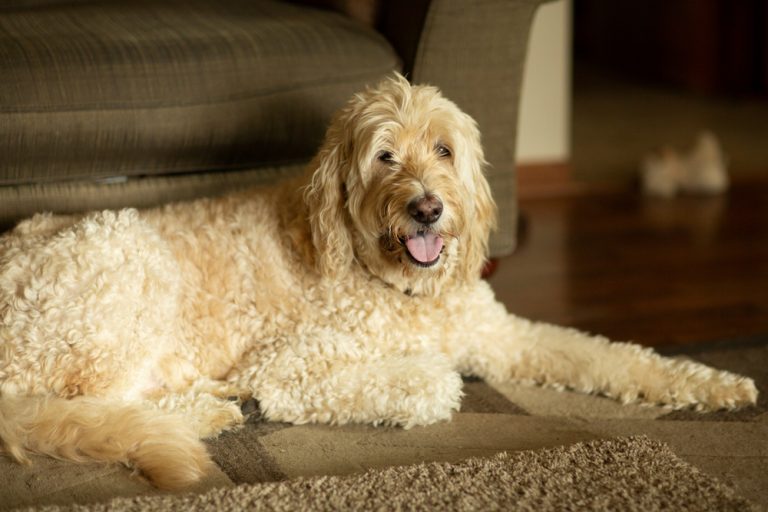 18 Goldendoodle Colors & Patterns (With Pictures) – Dogster