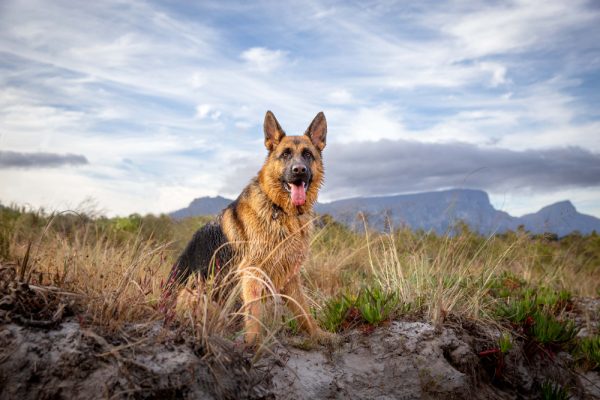 German Shepherd Dog Breed: Info, Pictures, Care & More – Dogster