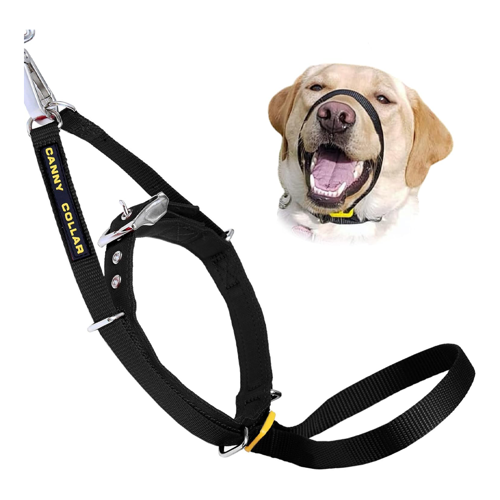 10 Best Dog Halters in 2024 - Reviews & Top Picks – Dogster