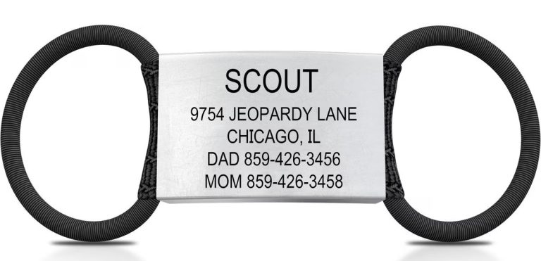 9 Best Dog Tags in 2025 - Reviews & Top Picks – Dogster