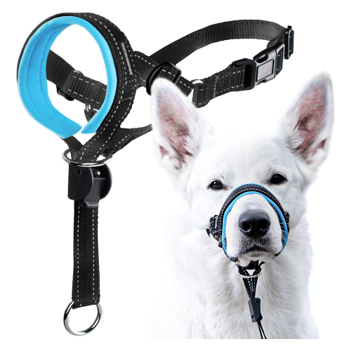 10 Best Dog Halters in 2024 - Reviews & Top Picks – Dogster
