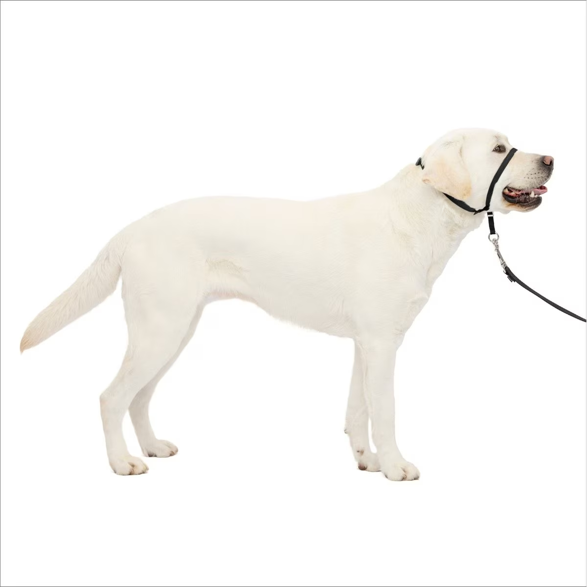 10 Best Dog Halters in 2024 - Reviews & Top Picks – Dogster