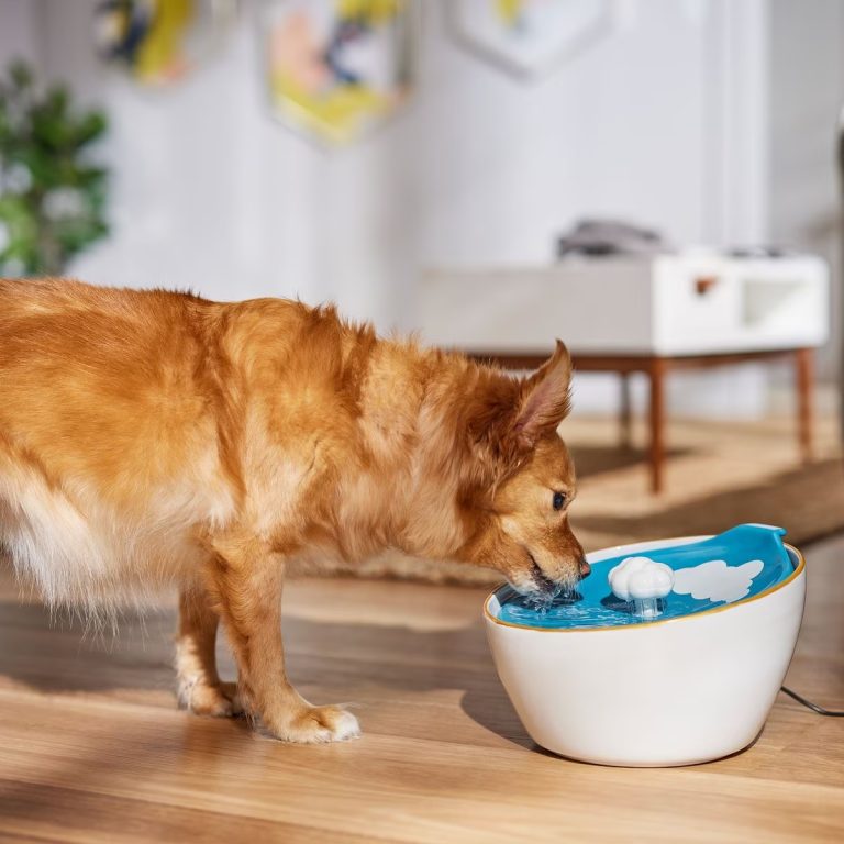 10 Best Dog Water Fountains in 2026 - Reviews & Top Picks! – Dogster