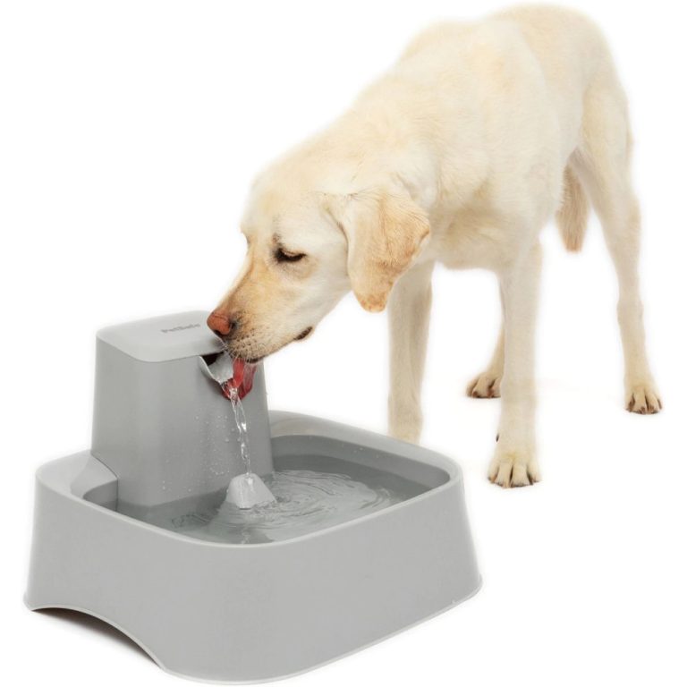 10 Best Dog Water Fountains in 2026 - Reviews & Top Picks! – Dogster