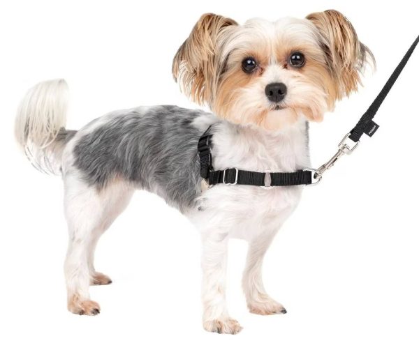 10 Best Harnesses for Small Dogs in 2026 - Reviews & Top Picks – Dogster