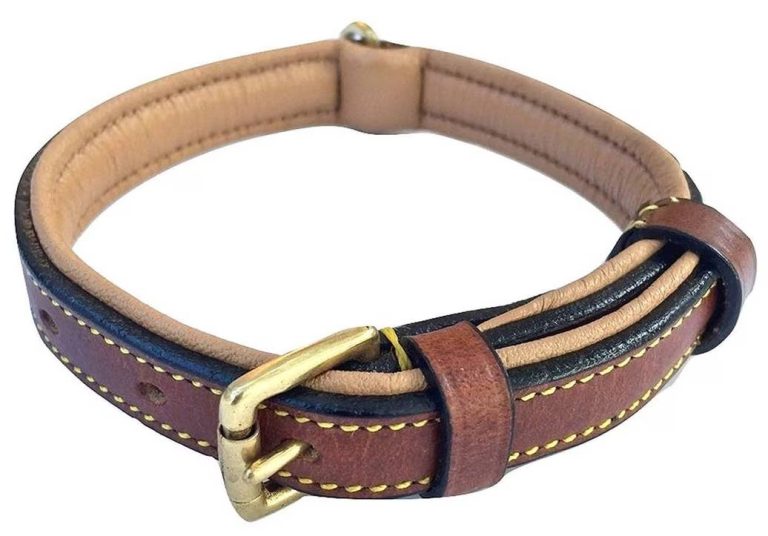 8 Best Small Dog Collars in 2025 - Reviews & Top Picks – Dogster