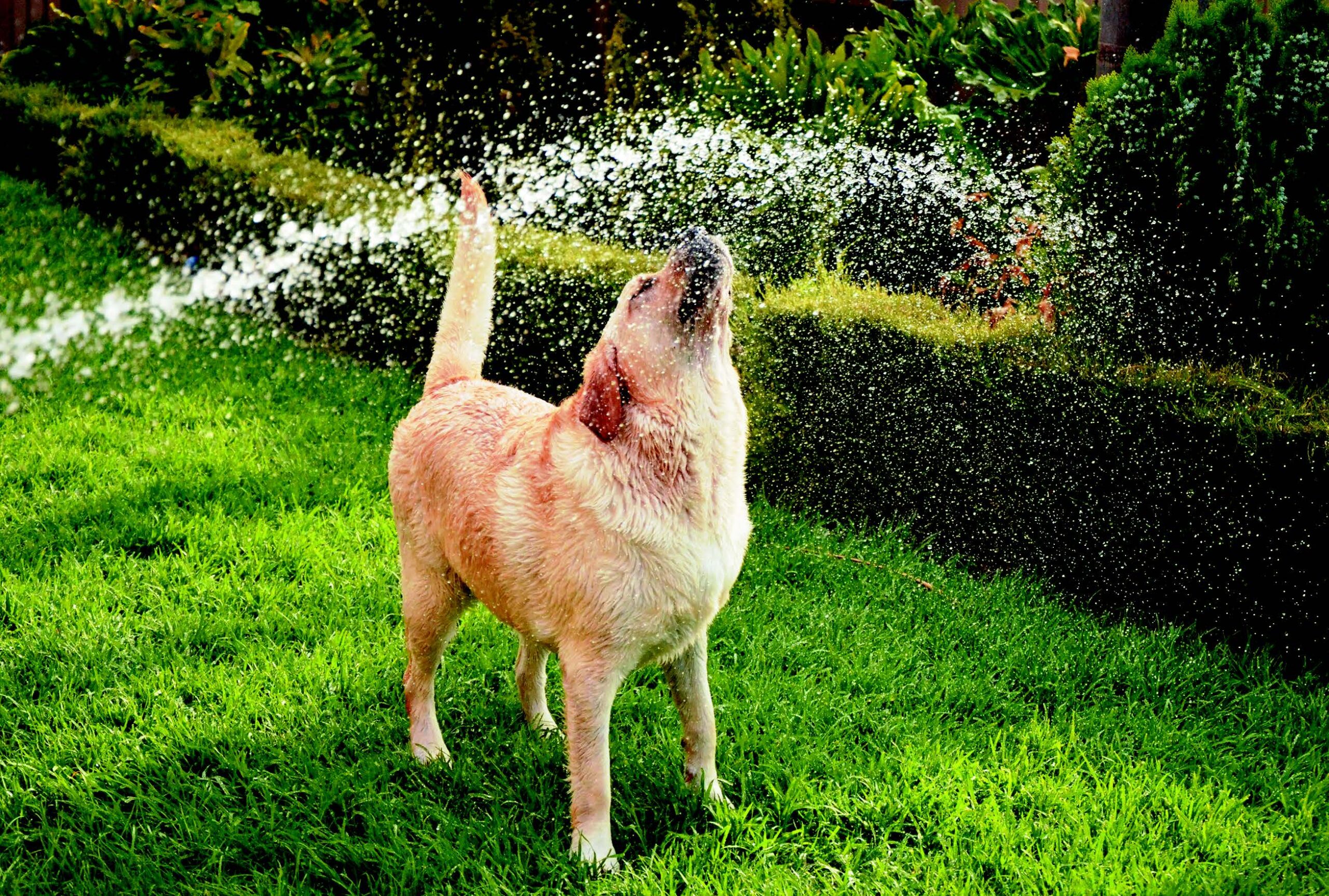 How to Ease the Burn in Dogs: Step-by-Step Guide – Dogster