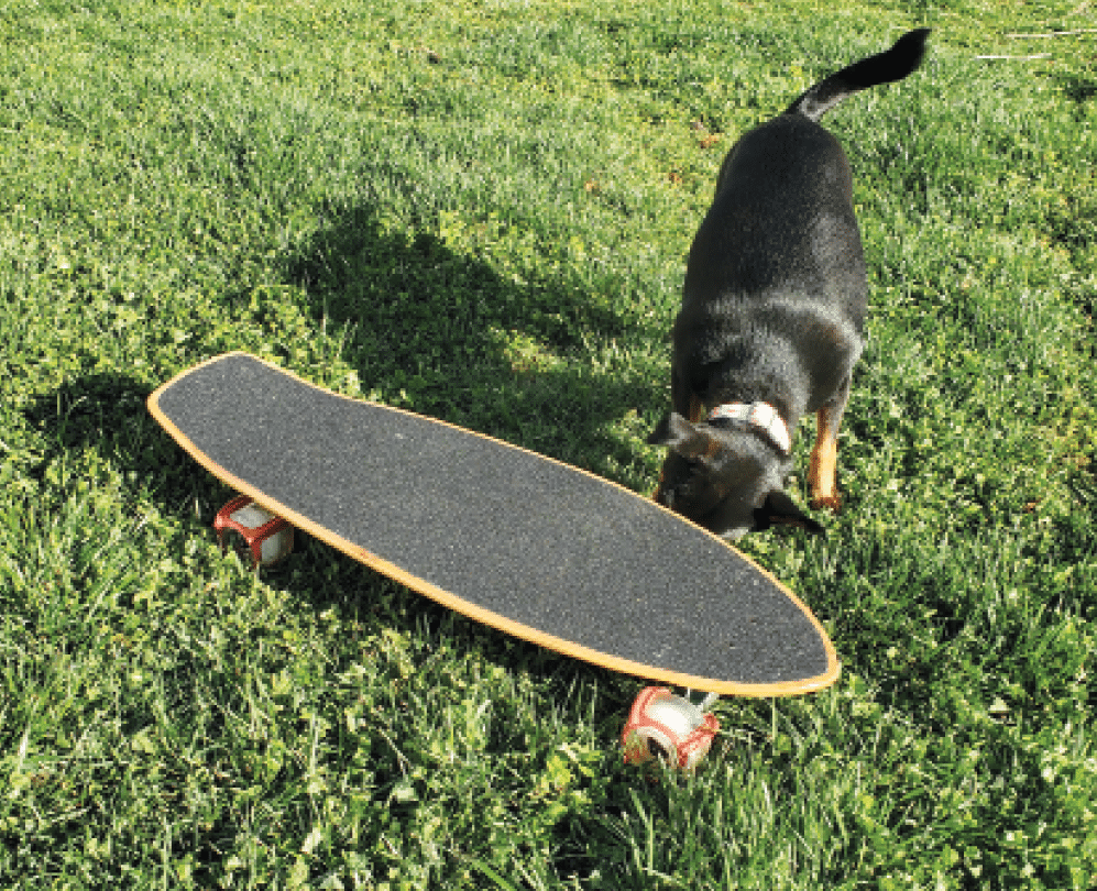 How to Teach Your Dog to Skateboard in 7 Steps – Dogster