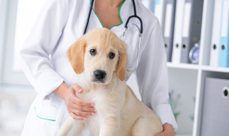 Ursodiol for Dogs: Our Vet Explains the Usage, Dosage & Care – Dogster