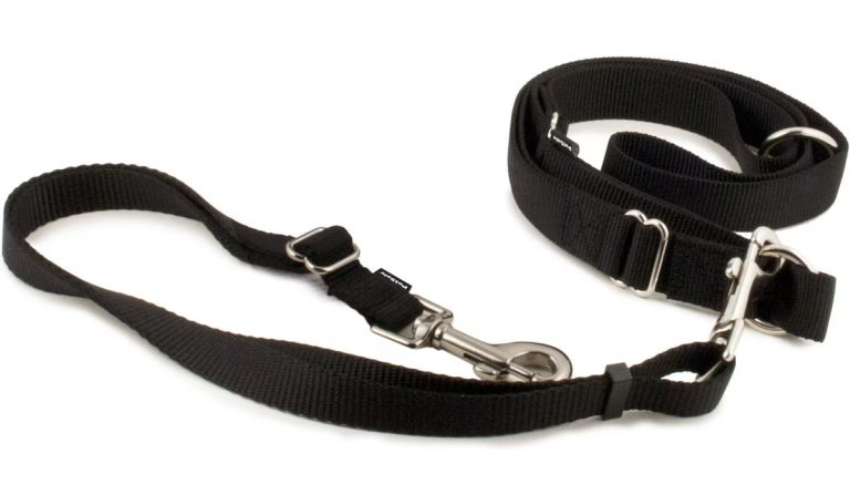 8 Best Hands-Free Dog Leashes in 2026: Reviews & Top Picks – Dogster