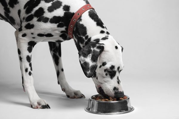 Can Dogs Eat Lychee? Vet-Reviewed Nutrition Facts & FAQ – Dogster