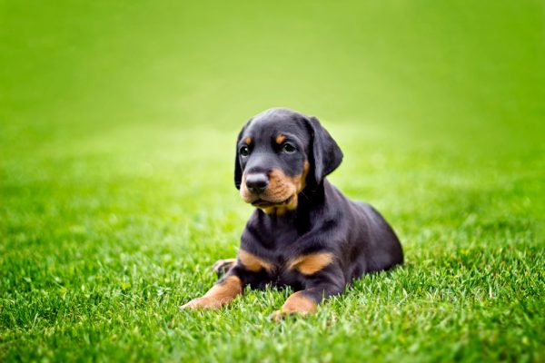 Doberman Pinscher Dog Breed: Info, Pictures, Care & More – Dogster