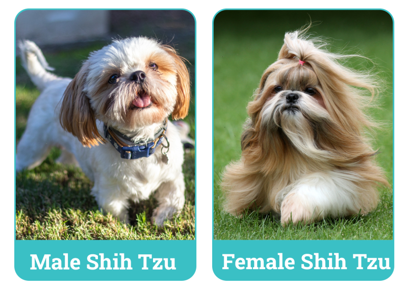 Male vs Female Shih Tzus: What’s the Difference (With Pictures) – Dogster