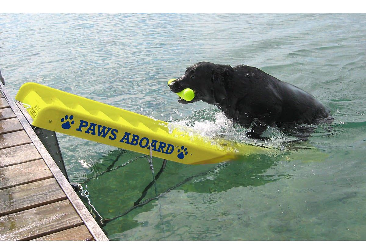 10 Best Pool Ramps for Dogs in 2024 - Reviews & Top Picks – Dogster