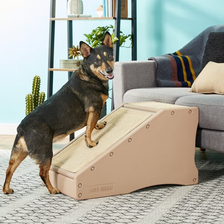 10 Best Dog Ramps For Older Dogs in 2025 - Reviews & Top Picks – Dogster