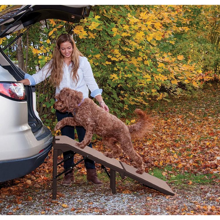 10 Best Dog Ramps For Older Dogs in 2025 - Reviews & Top Picks – Dogster