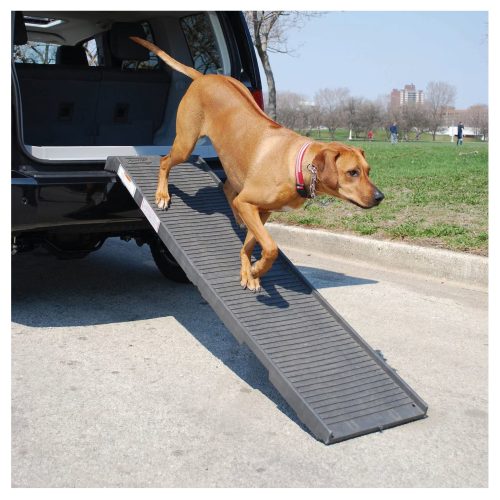 10 Best Pool Ramps for Dogs in 2025 - Reviews & Top Picks – Dogster