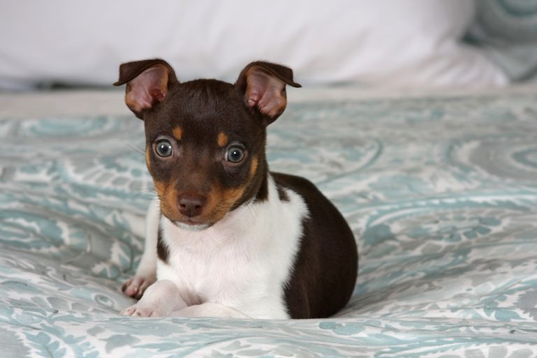 Rat Terrier Dog Breed: Info, Pictures, Care & More – Dogster