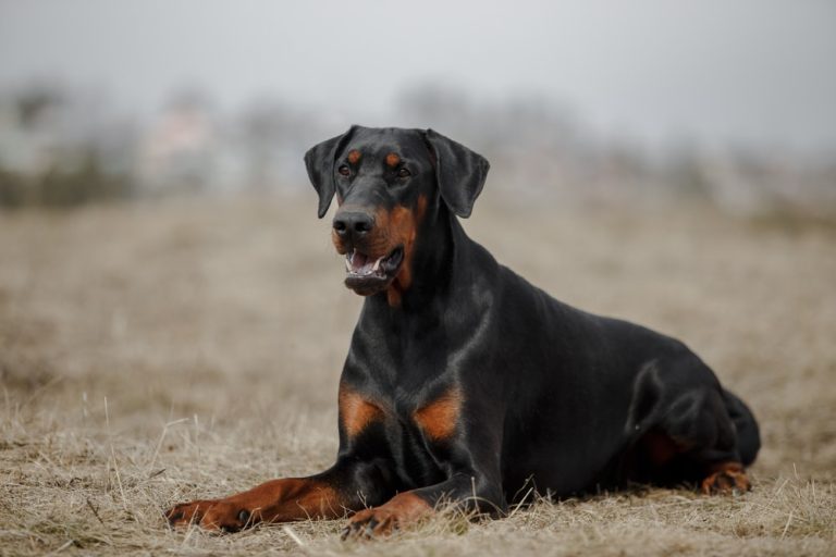 How Much Do Dobermans Weigh? Growth & Weight Chart – Dogster