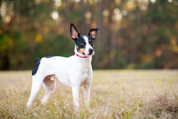 Rat Terrier Dog Breed: Info, Pictures, Care & More – Dogster