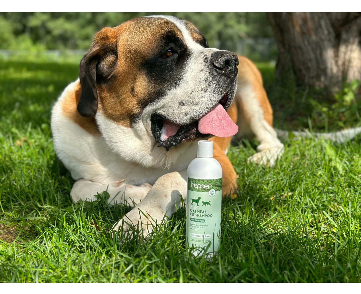 11 Best Dog Shampoos for Sensitive Skin in 2024: Reviews & Top Picks ...