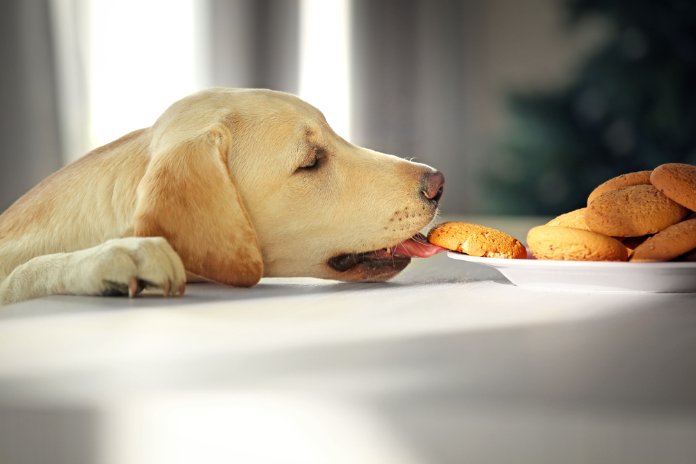 Why Is My Dog Stealing Food? 5 Vet-Verified Reasons – Dogster