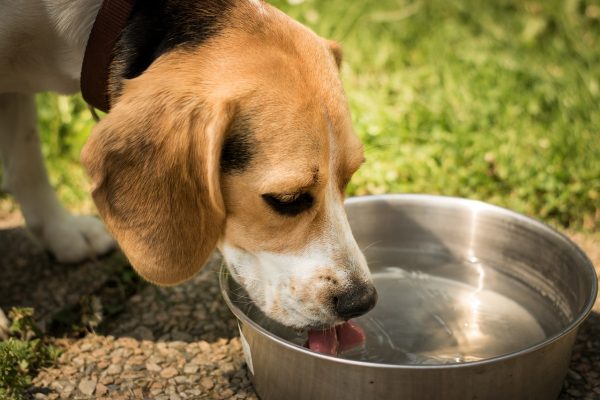 How to Hydrate Your Dog: 6 Vet-Approved Ways – Dogster