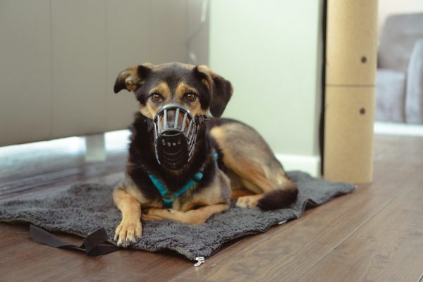 How to Muzzle a Dog: 7 Vet-Approved Safety Tips & Tricks – Dogster