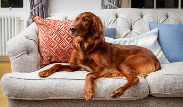 Irish Setter Dog Breed: Info, Pictures, Care & More – Dogster