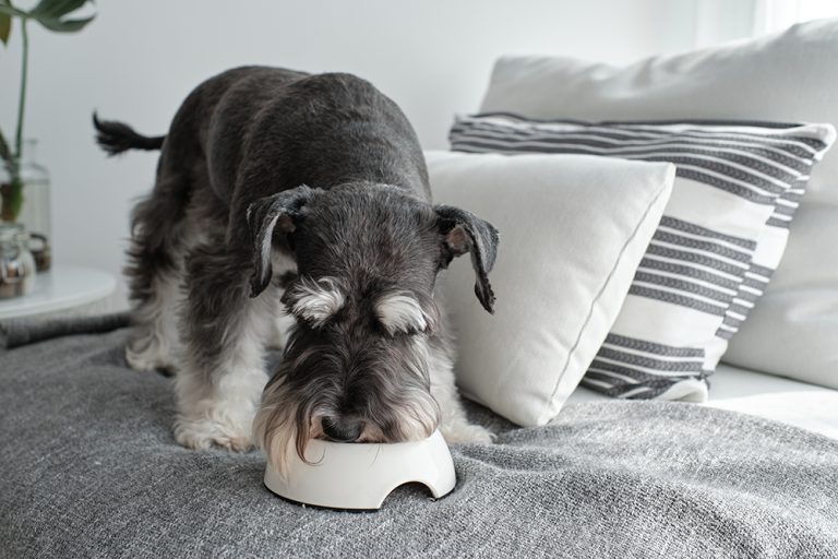 6 Best Air-Dried Dog Foods in 2025 - Reviews & Top Picks – Dogster