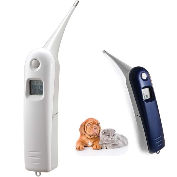 6 Best Dog Thermometers in 2026 - Reviews & Top Picks – Dogster