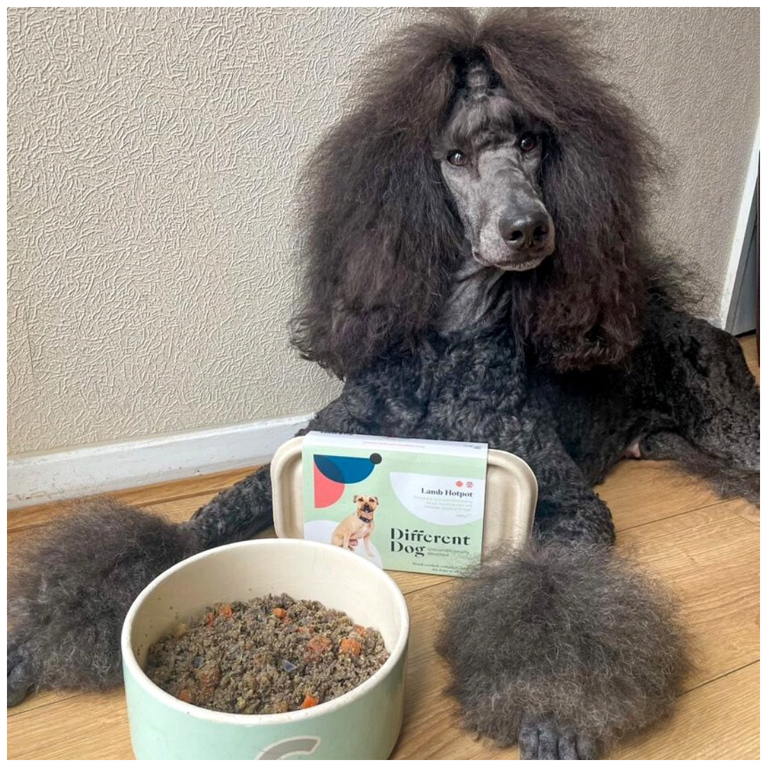 10 Best Fresh Dog Food Delivery Services in the UK in 2024 - Reviews ...