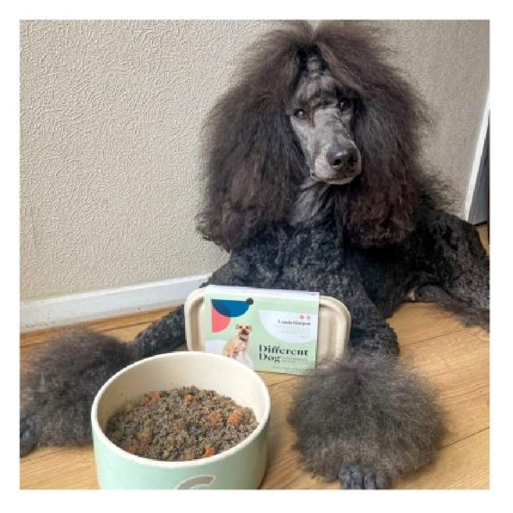 10 Best Fresh Dog Food Delivery Services in the UK in 2024 - Reviews ...