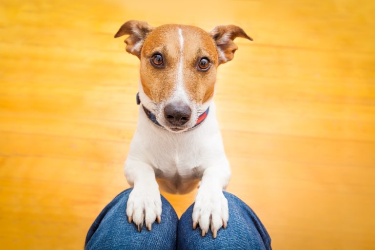 Why Do Dogs Beg for Food? 4 Reasons & How to Prevent This Behavior (Vet ...