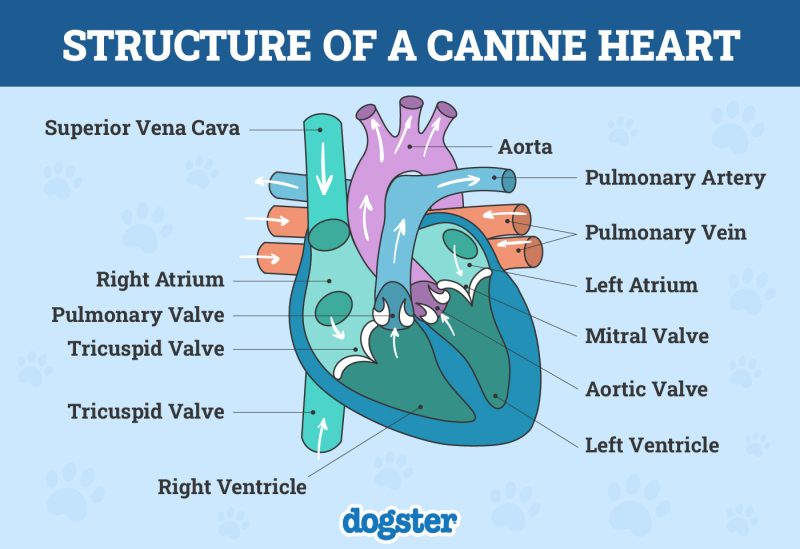 How Fast Is a Normal Heart Rate for Dogs? (Vet Answer) – Dogster