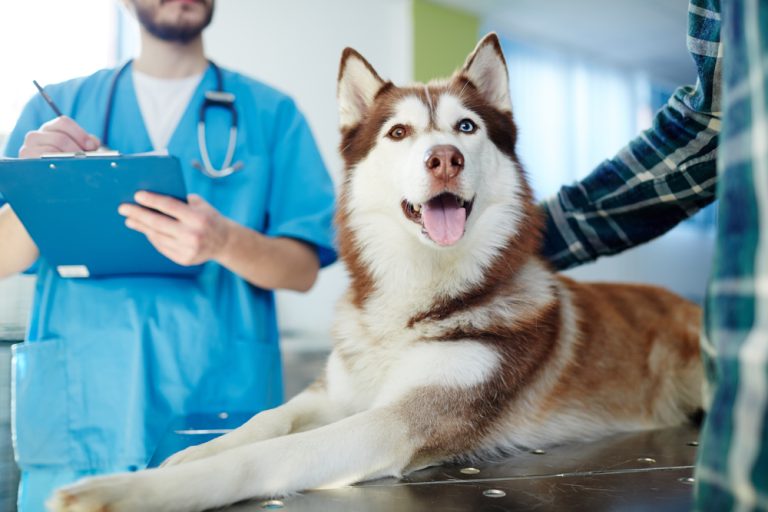 How to Check a Dog's Pulse: Steps & Facts (Vet Answer) – Dogster