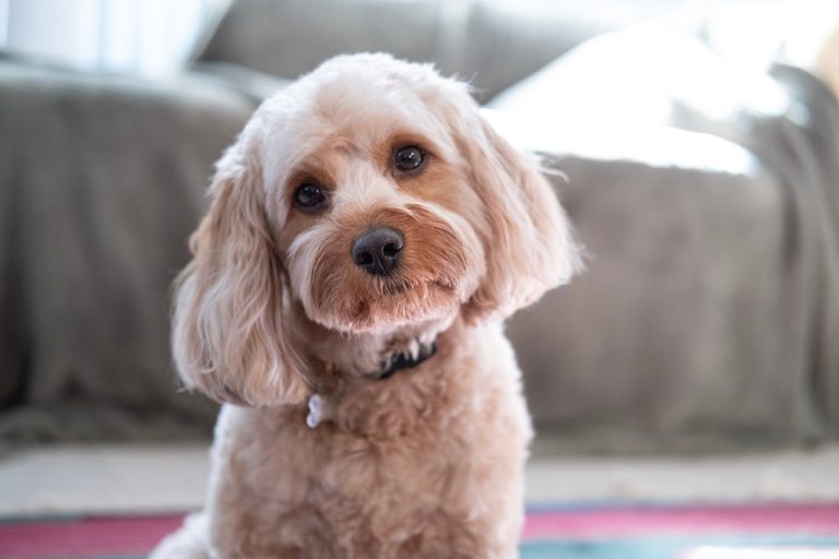 Havapoo vs. Cavapoo: Differences Explained (With Pictures) – Dogster