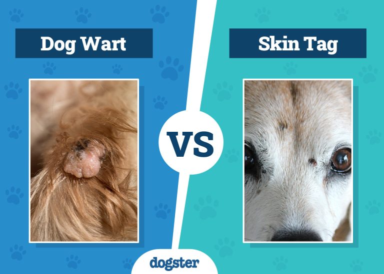 Dog Wart vs Skin Tag: Vet-Reviewed Differences Explained – Dogster