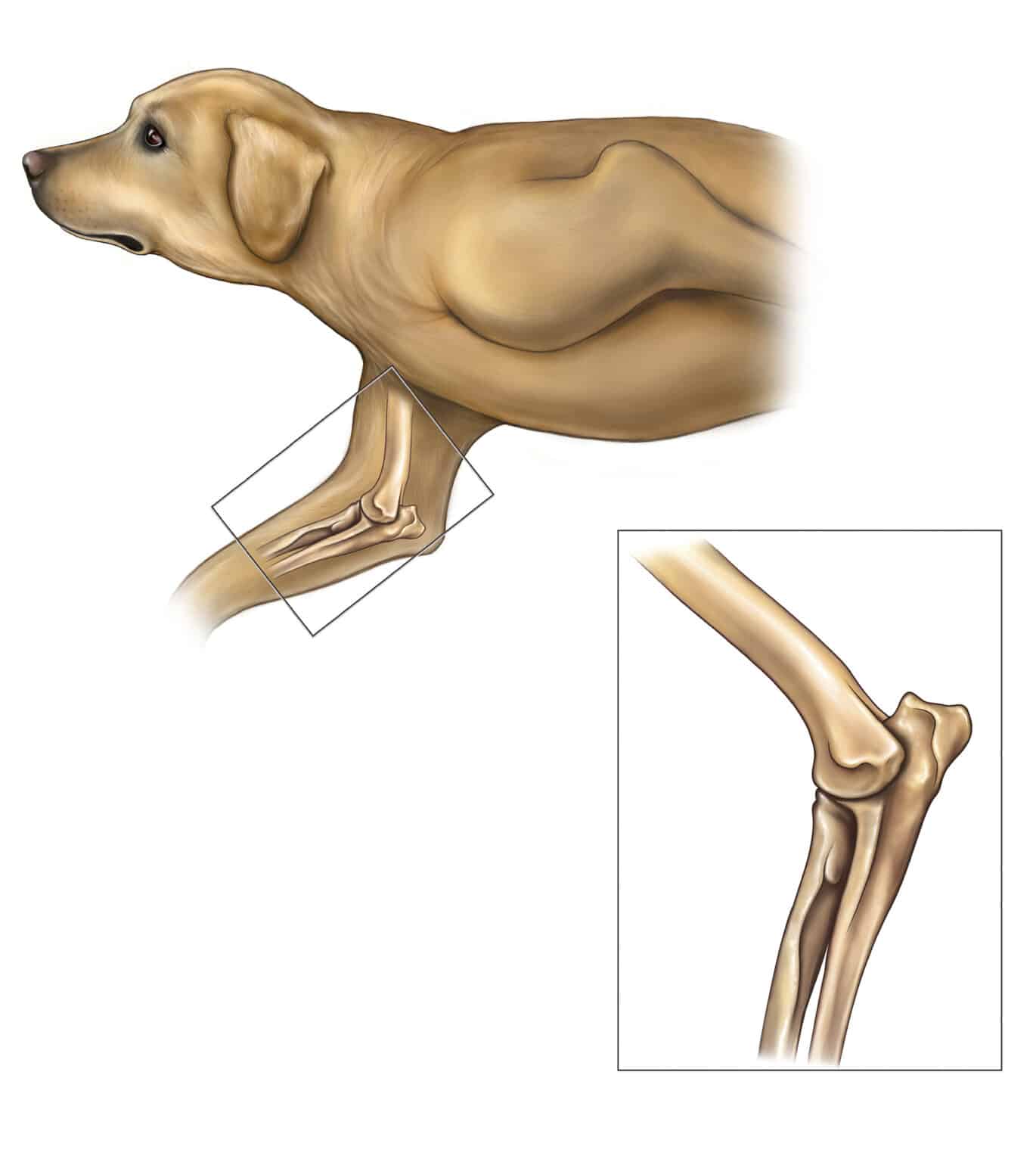 Elbow Dysplasia in Dogs: Signs, Diagnosis & Treatment – Dogster
