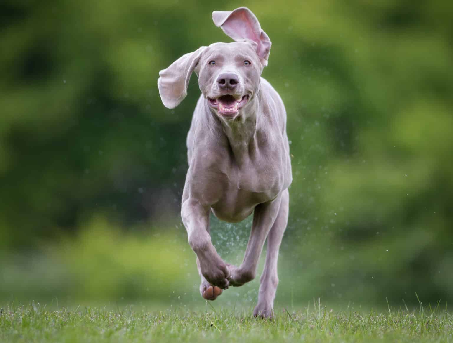 15 Athletic Dog Breeds: Info, Pictures, Traits & Temperament – Dogster