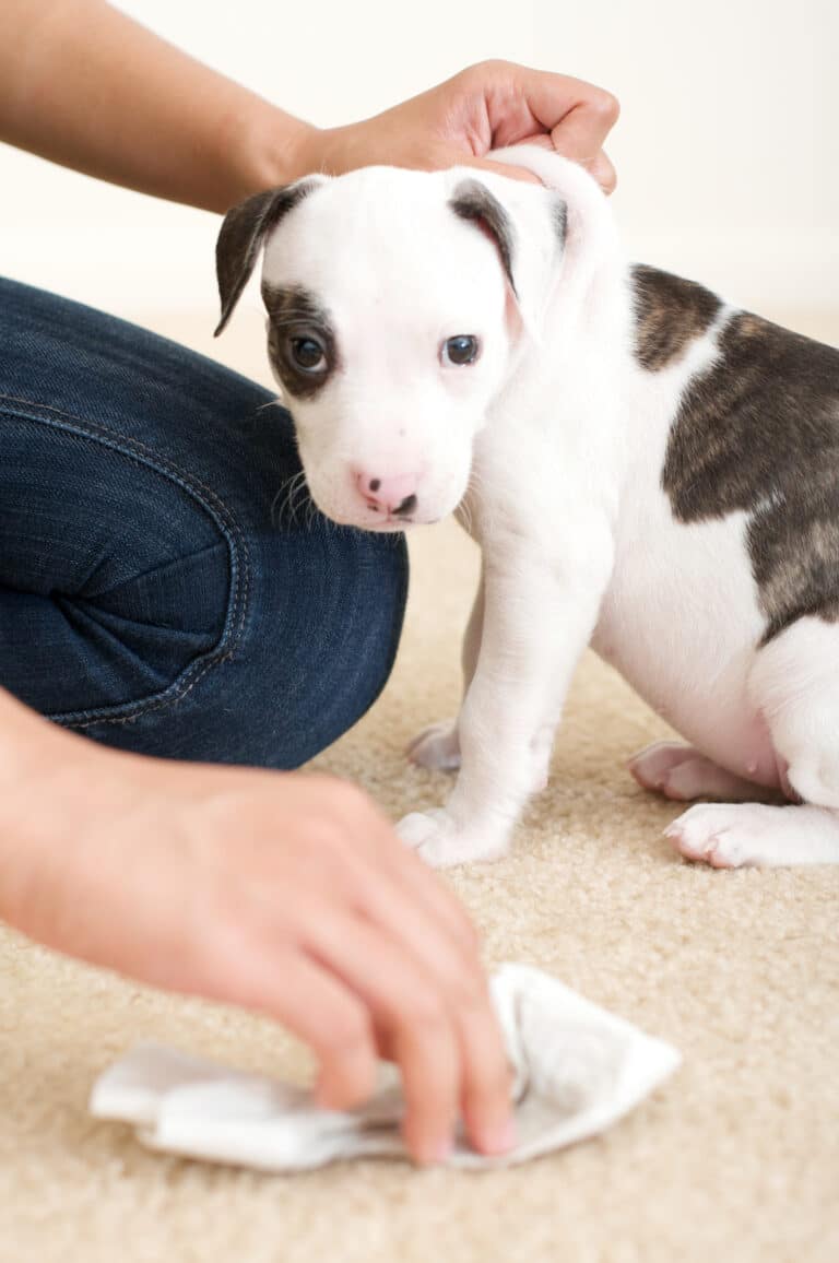 How to Get Dog Pee Out of Your Carpet: Tips & Tricks – Dogster