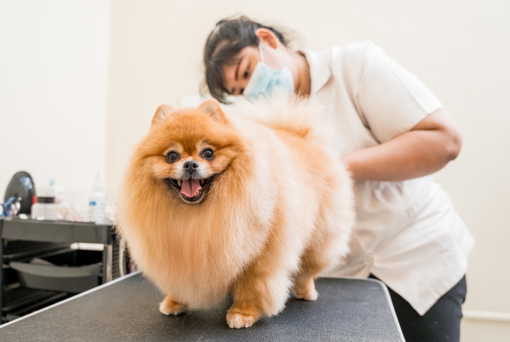 What Is a Dog Sanitary Trim? Vet-Verified Purpose & General Guidelines ...