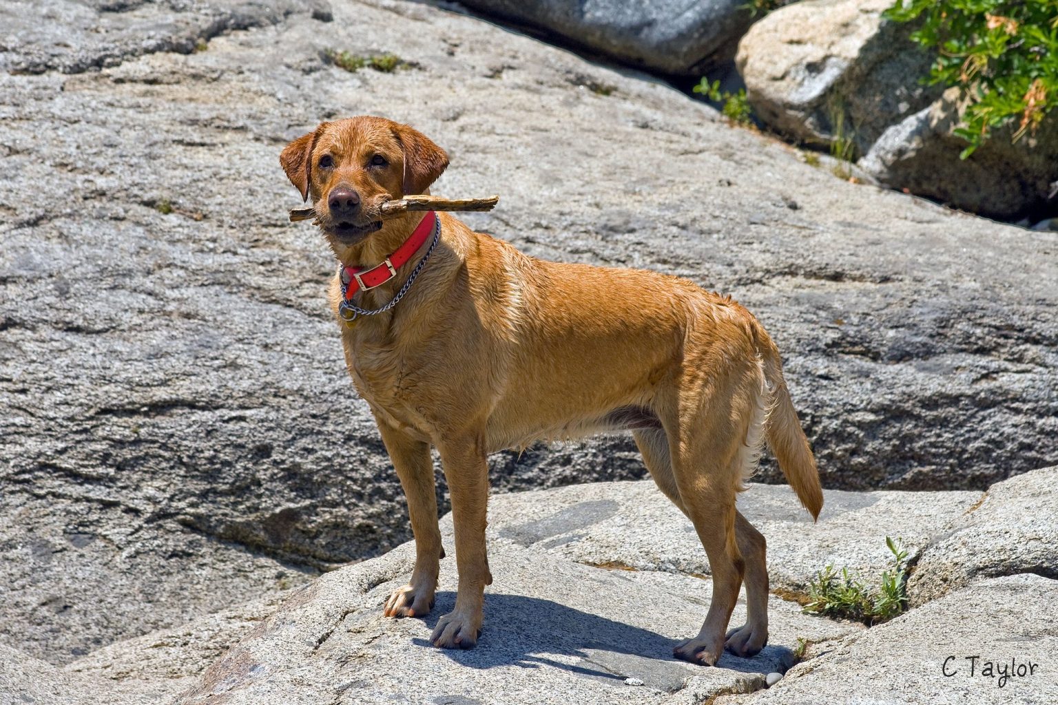 Fox Red Labrador Retriever Dog Breed: Info, Pictures, Origin & More ...
