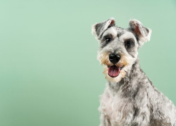 10 Beautiful Miniature Schnauzer Colors (With Info & Pictures) – Dogster