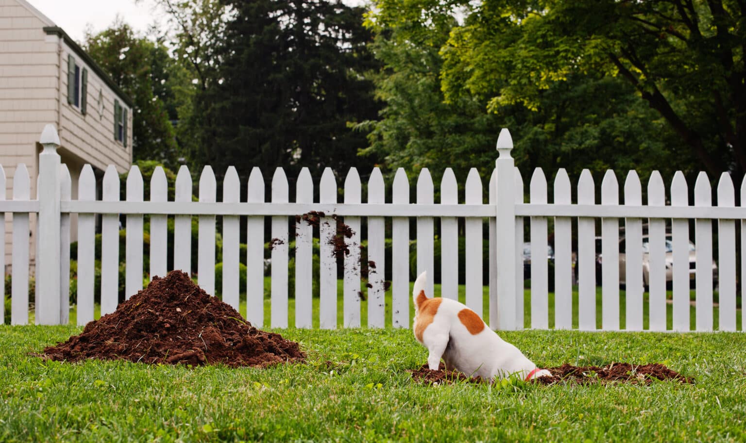 How to Stop Your Dog from Digging: The 5 Effective Ways – Dogster